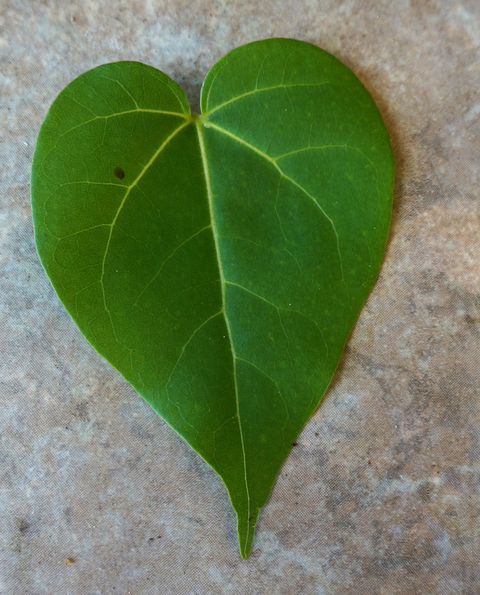 Mixed Up About Manchineel? | St. John Tradewinds News