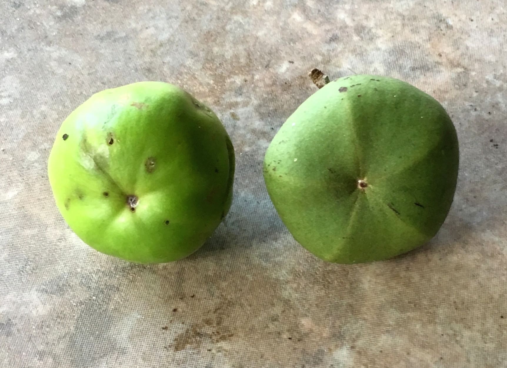 Mixed Up About Manchineel? | St. John Tradewinds News
