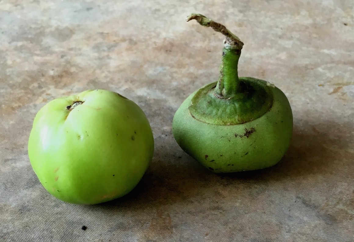 Mixed Up About Manchineel? | St. John Tradewinds News