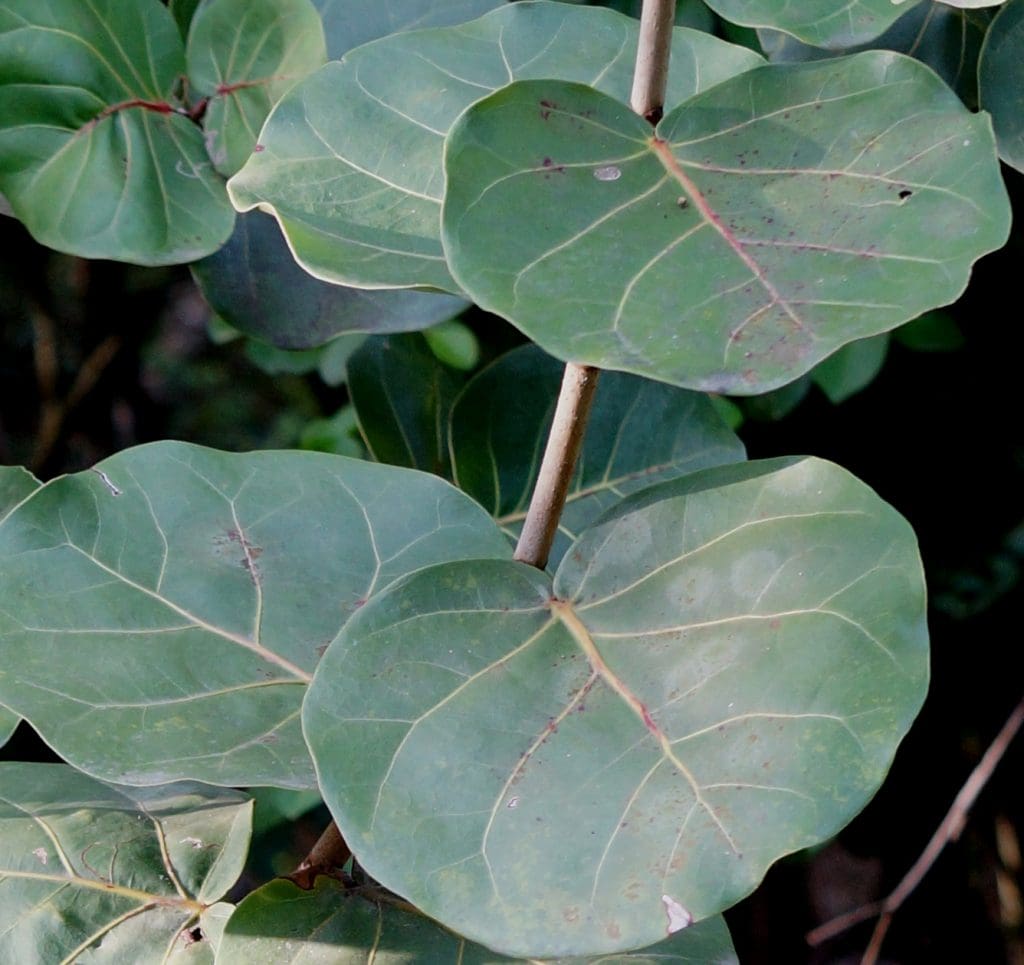 Connecting with Nature: Celebrating Native Trees | St. John Tradewinds News