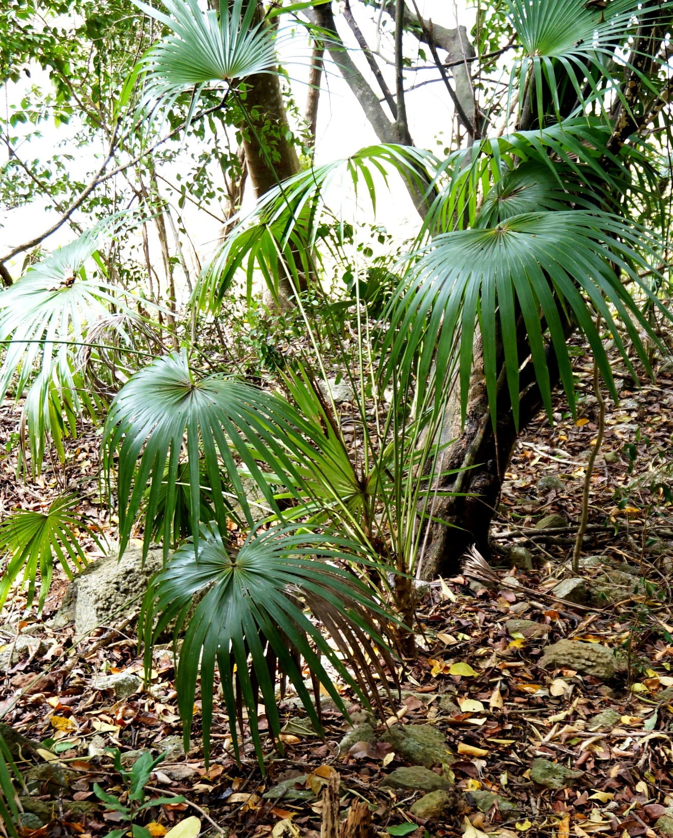 Tyre Palm 3 St John Tradewinds News Tyre Palm 3 St John Tradewinds News
