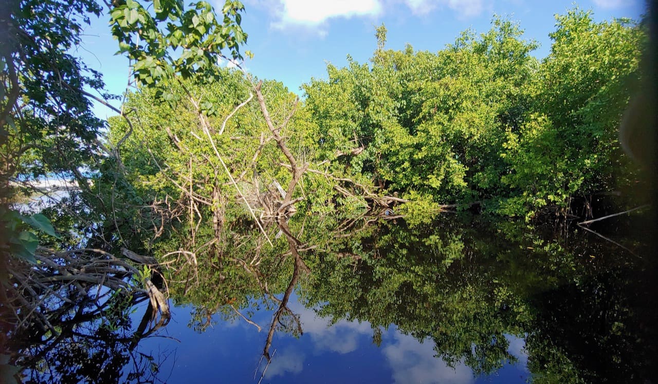 Specialists Say More Needs to Be Done to Preserve Mangroves | St. John ...