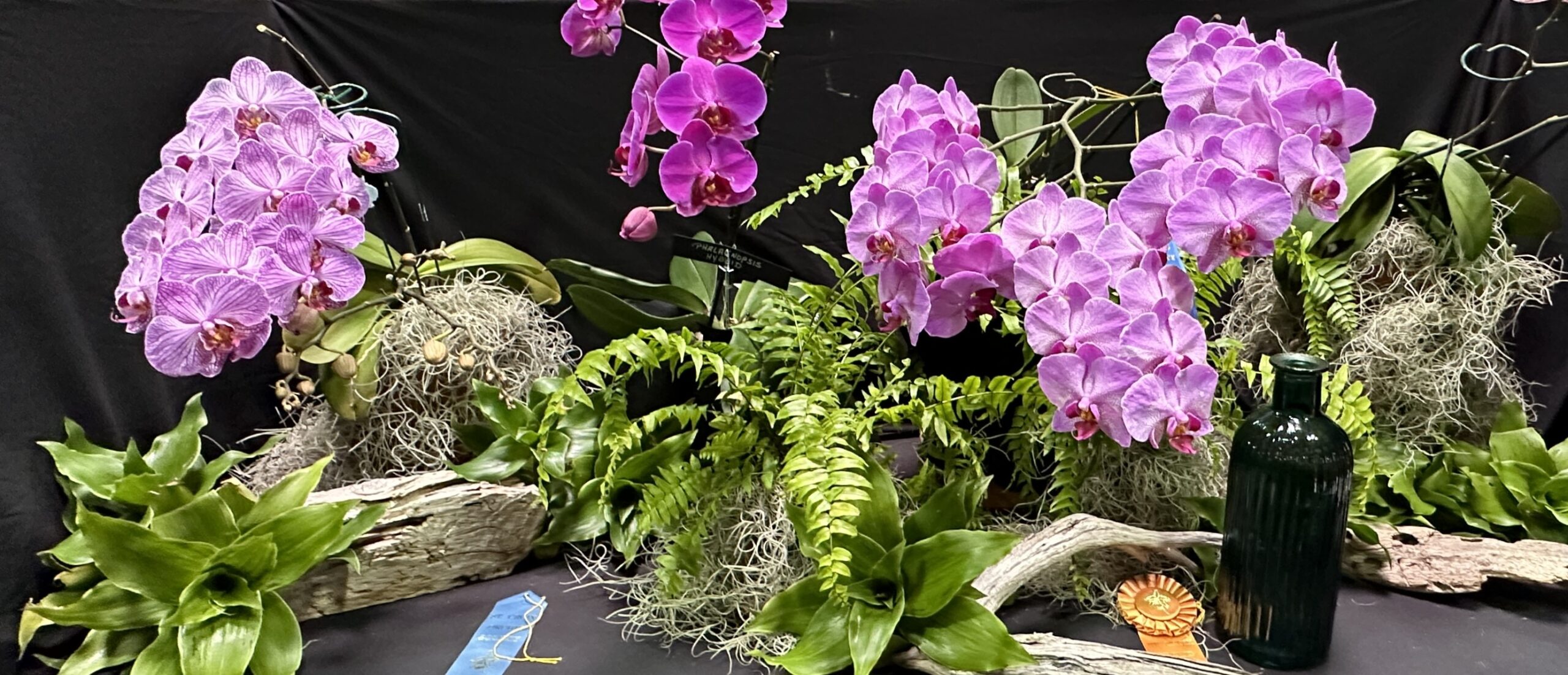 St. Croix Orchid Society’s “Orchid Diamond Extravaganza!” in Video and ...